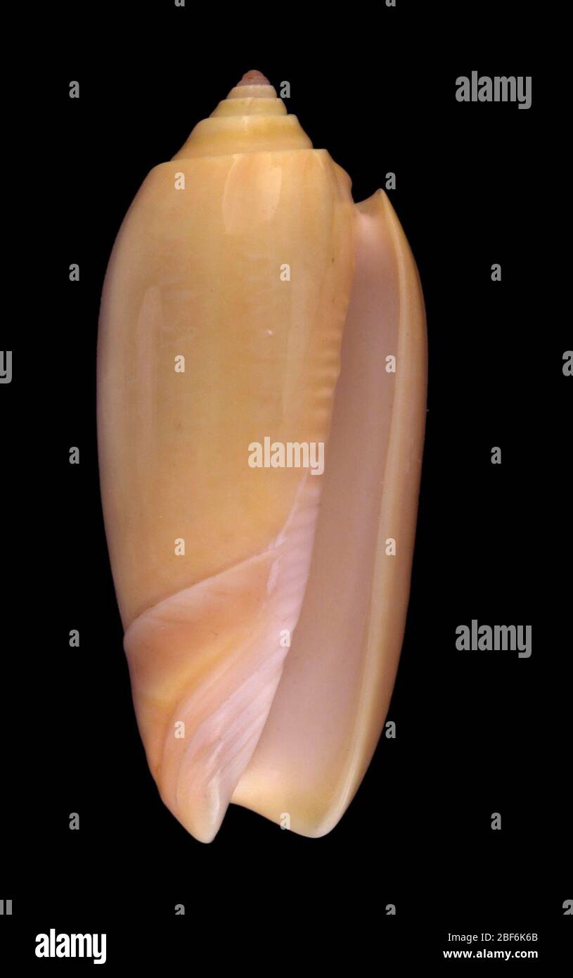 Oliva scripta hi-res stock photography and images - Alamy