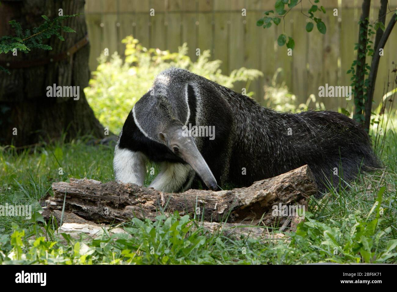 Giant Anteater. Dante, male,Species: tridactyla,Genus: Myrmecophaga ...