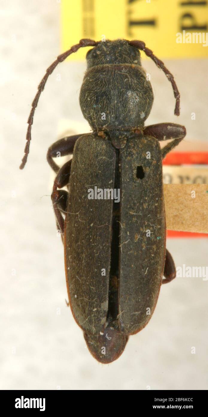 Tetropium schwarzianum. 9 Jan 20141 Stock Photo - Alamy