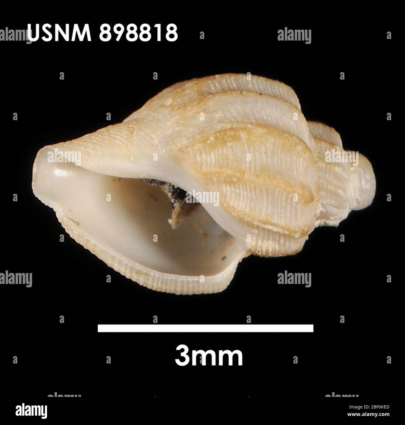 Jan 1963 hi-res stock photography and images - Alamy