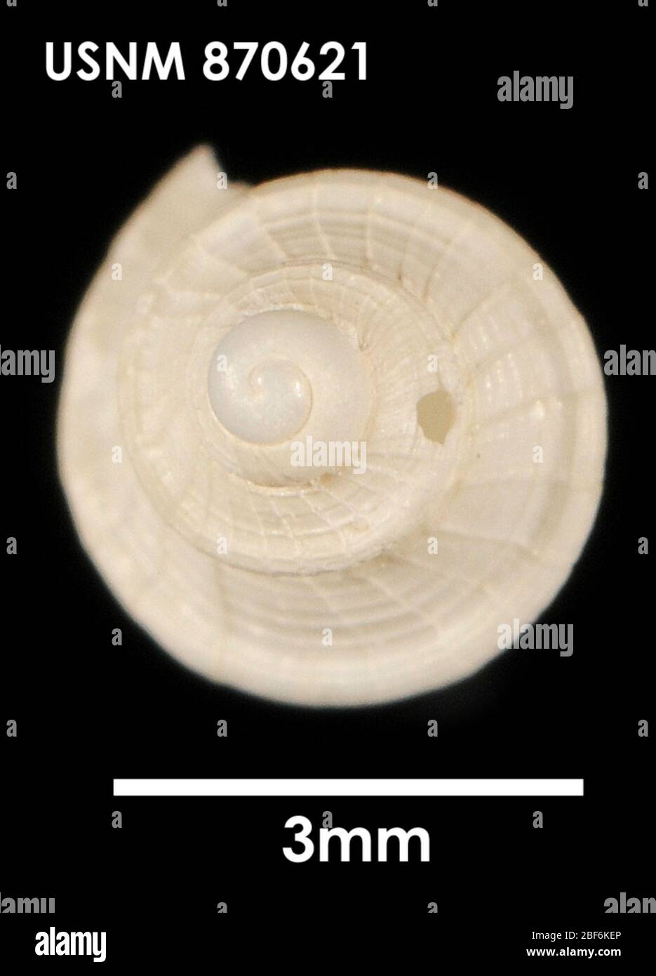 Parasite structure hi-res stock photography and images - Alamy