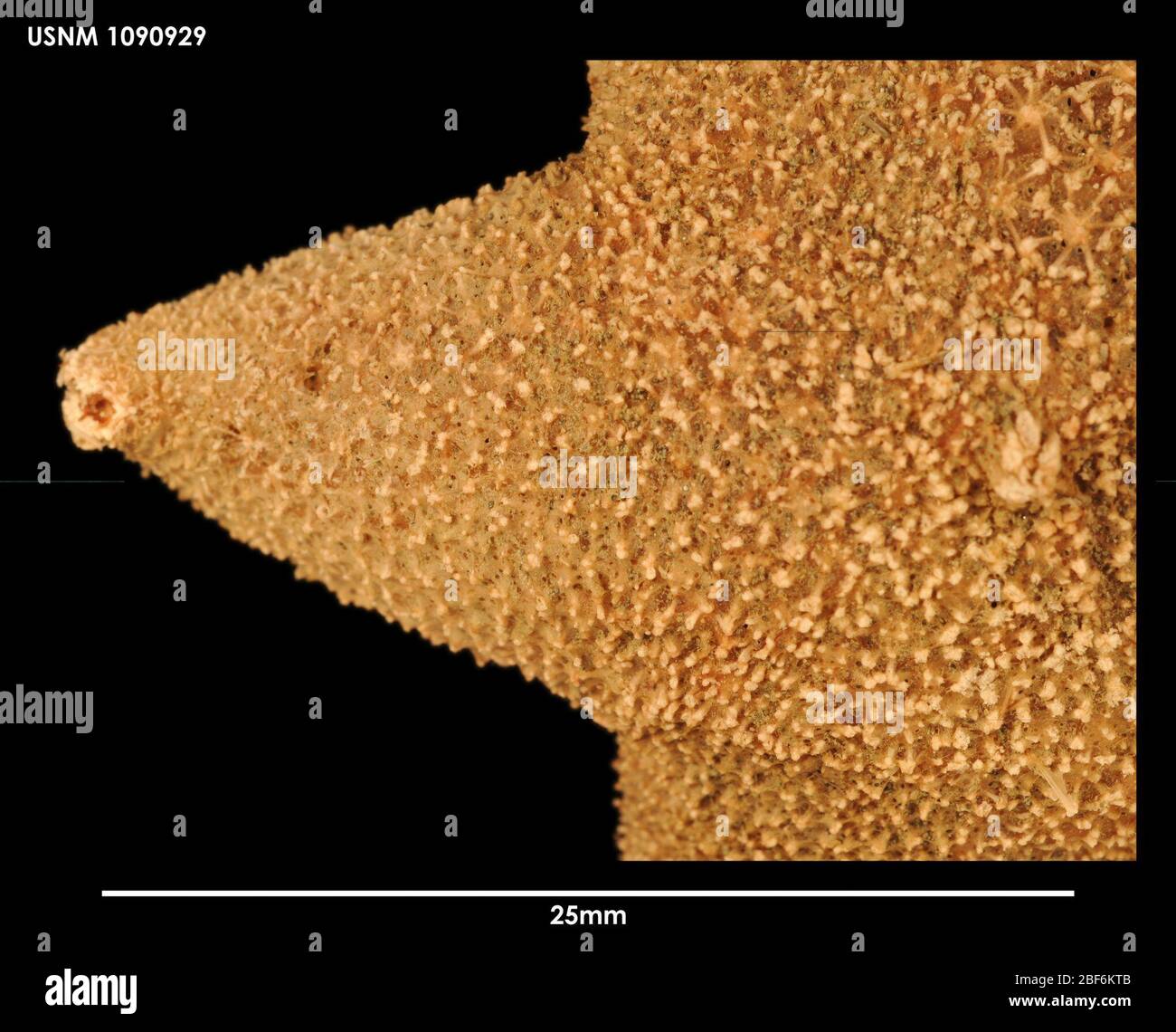 Gibber hi-res stock photography and images - Alamy