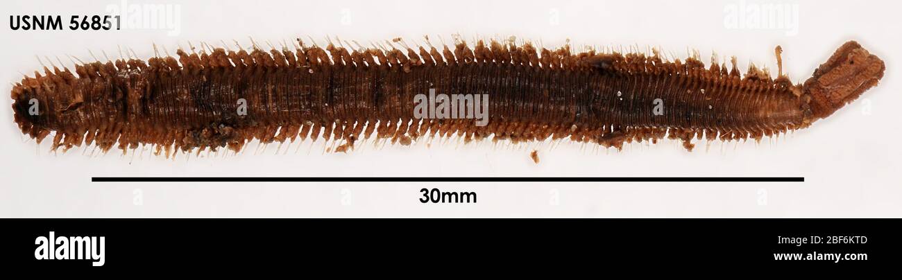 Phyllodoce sp hi-res stock photography and images - Alamy