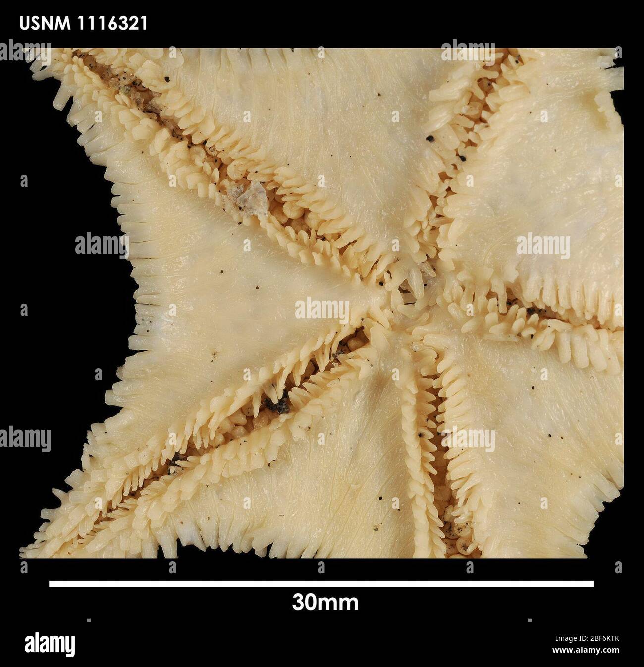 Porania High Resolution Stock Photography and Images - Alamy