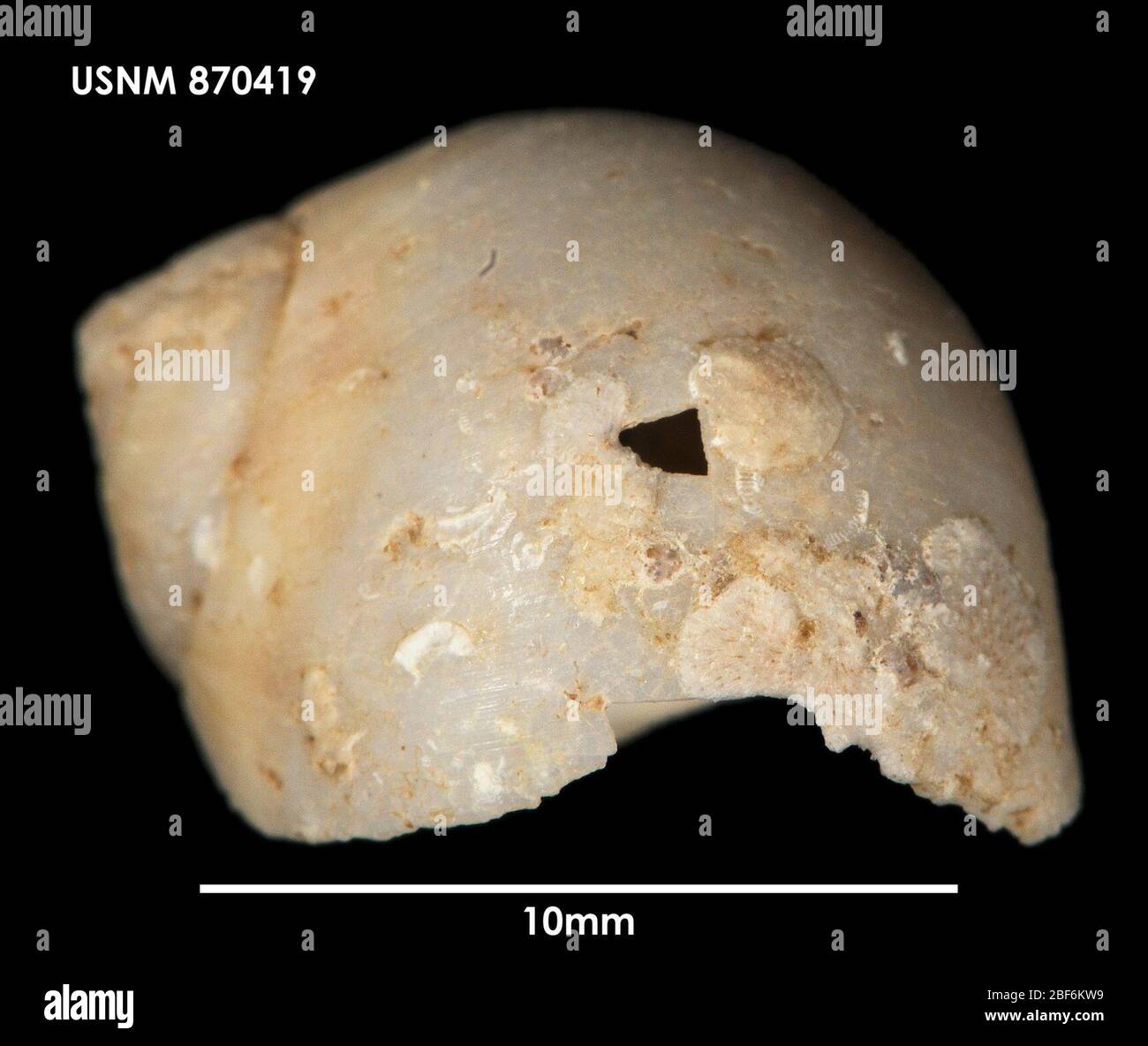 Tectonatica hi-res stock photography and images - Alamy