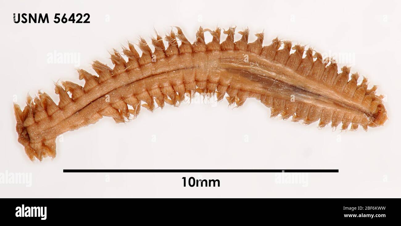 Nephtys hi-res stock photography and images - Alamy