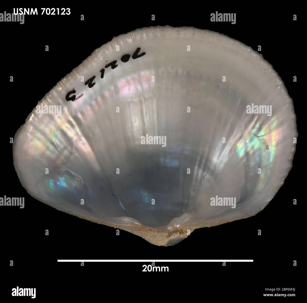 Galatheae hi-res stock photography and images - Alamy