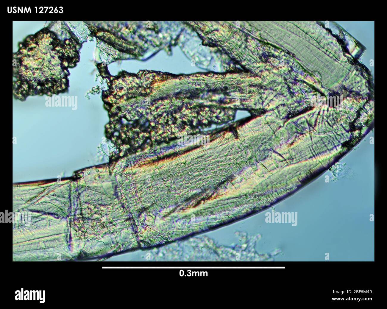 Vargula hi-res stock photography and images - Alamy