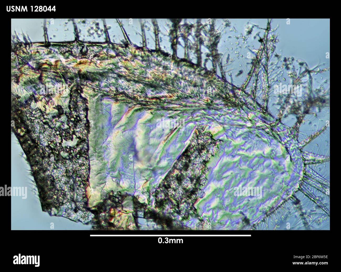 Macrothrix hi-res stock photography and images - Alamy