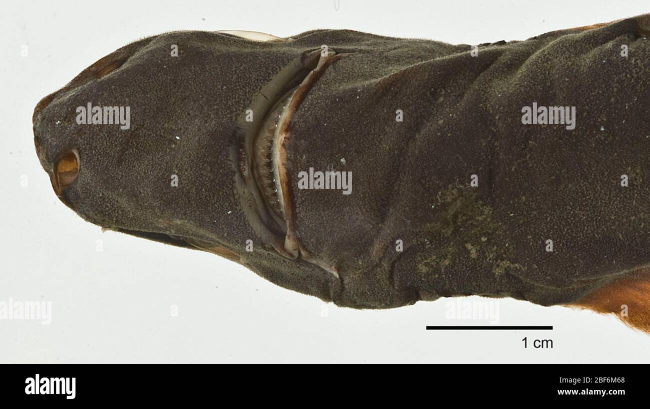 Etmopterus hi-res stock photography and images - Alamy