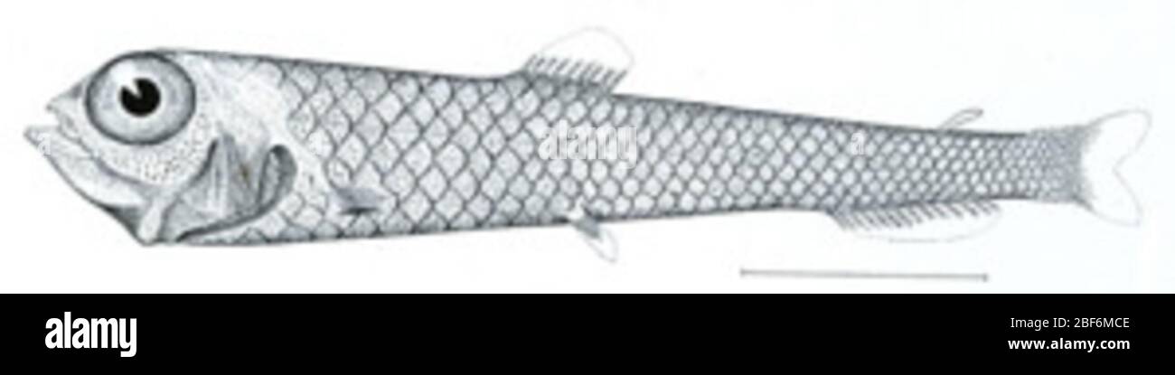 Bathylagus euryops hi-res stock photography and images - Alamy