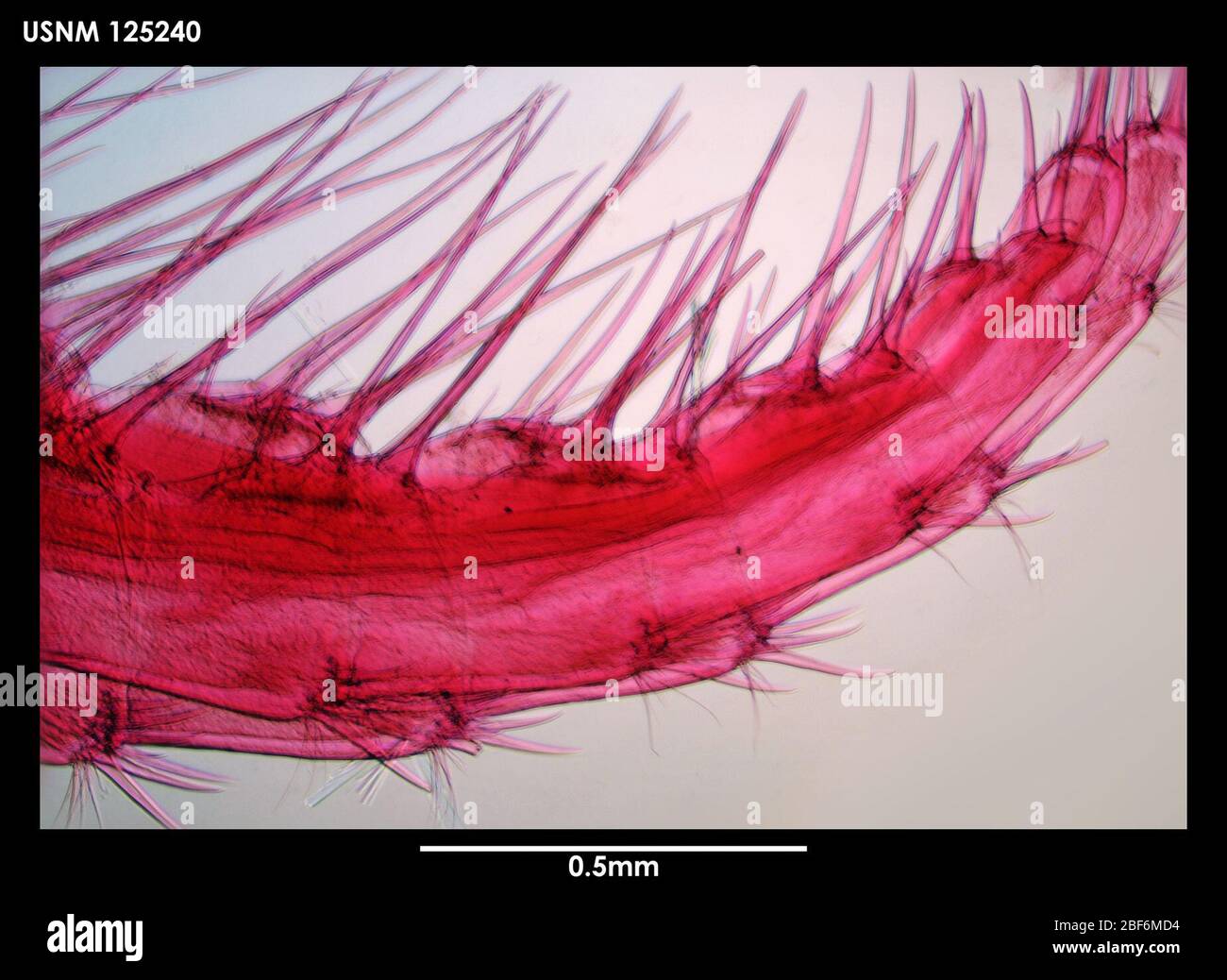 Conchoderma virgata. 15 Jun 20181174 Stock Photo - Alamy
