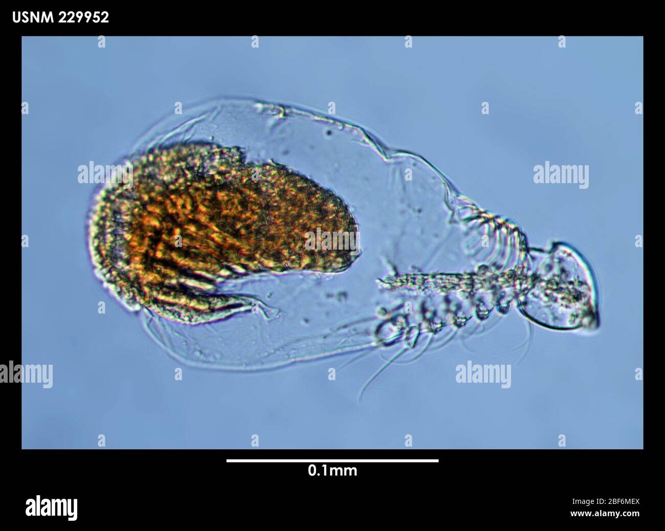 Segmented marine organism hi-res stock photography and images - Alamy