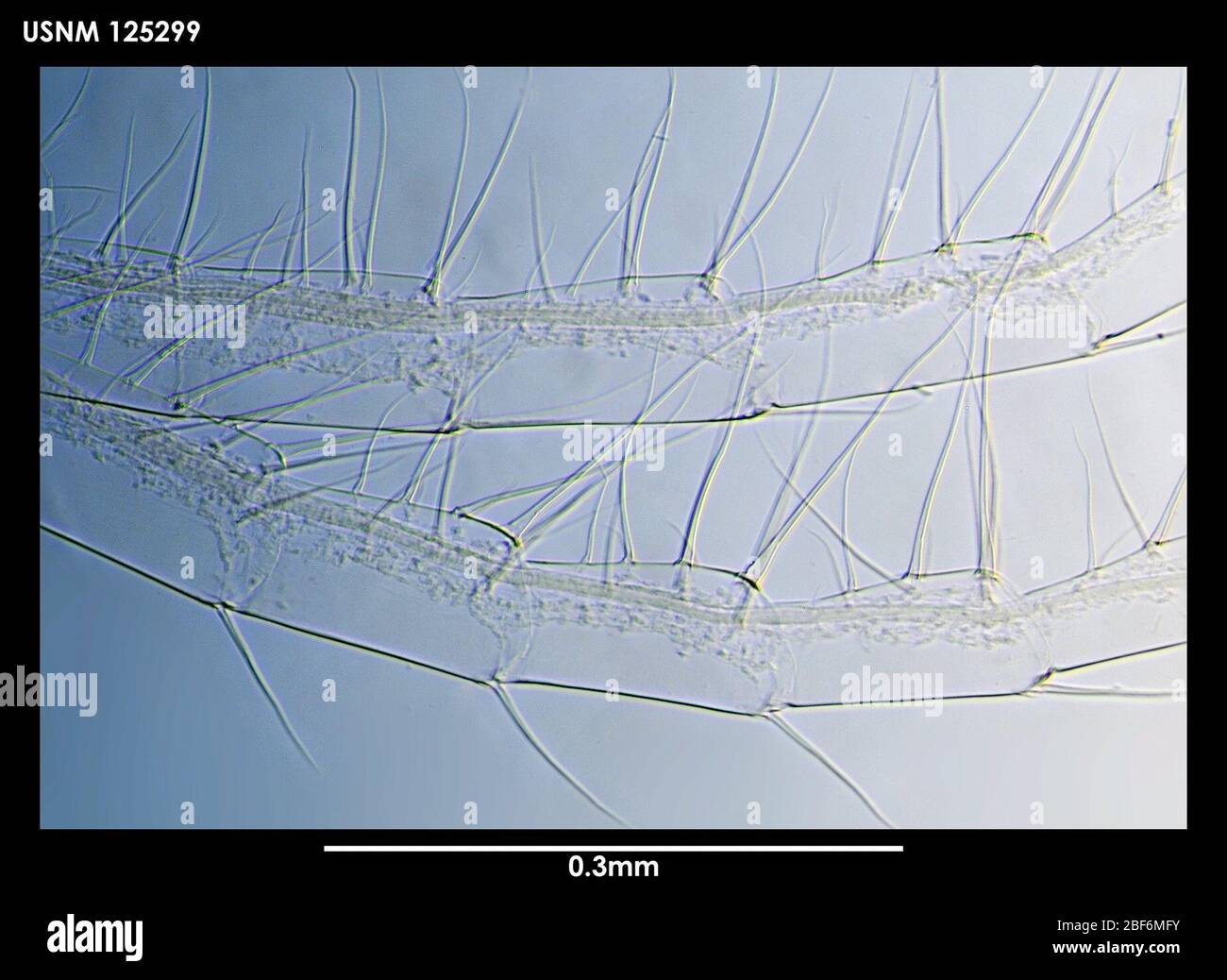 Bulata hi-res stock photography and images - Alamy