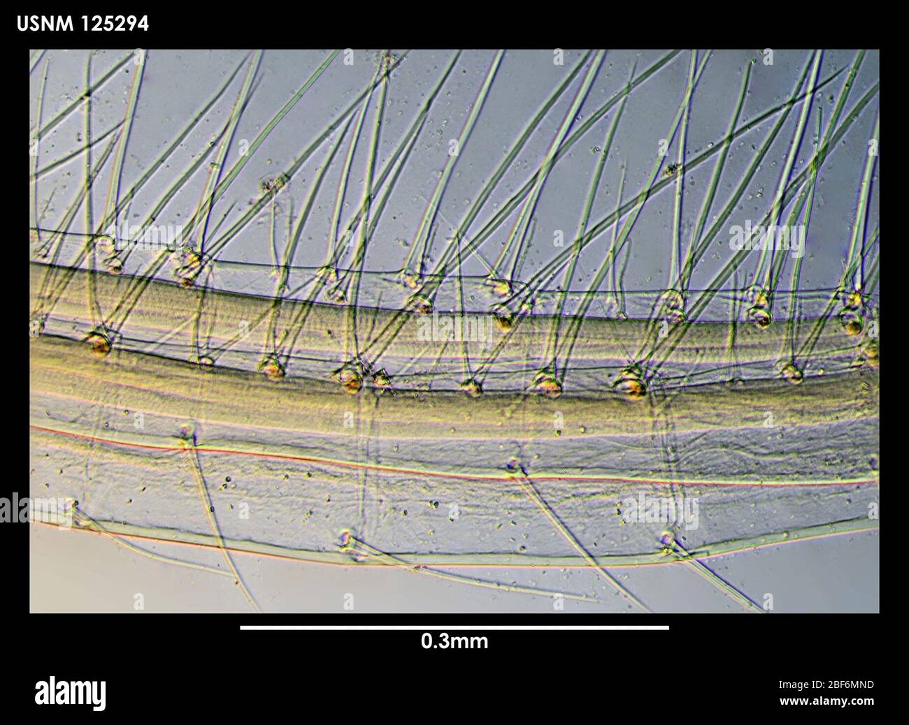 Vanhoffeni hi-res stock photography and images - Alamy