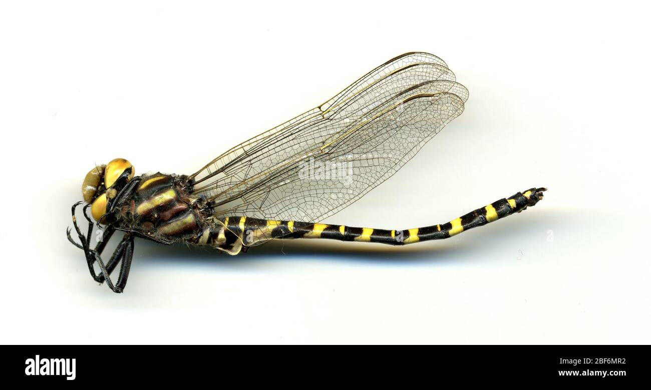 Sayi hi-res stock photography and images - Alamy