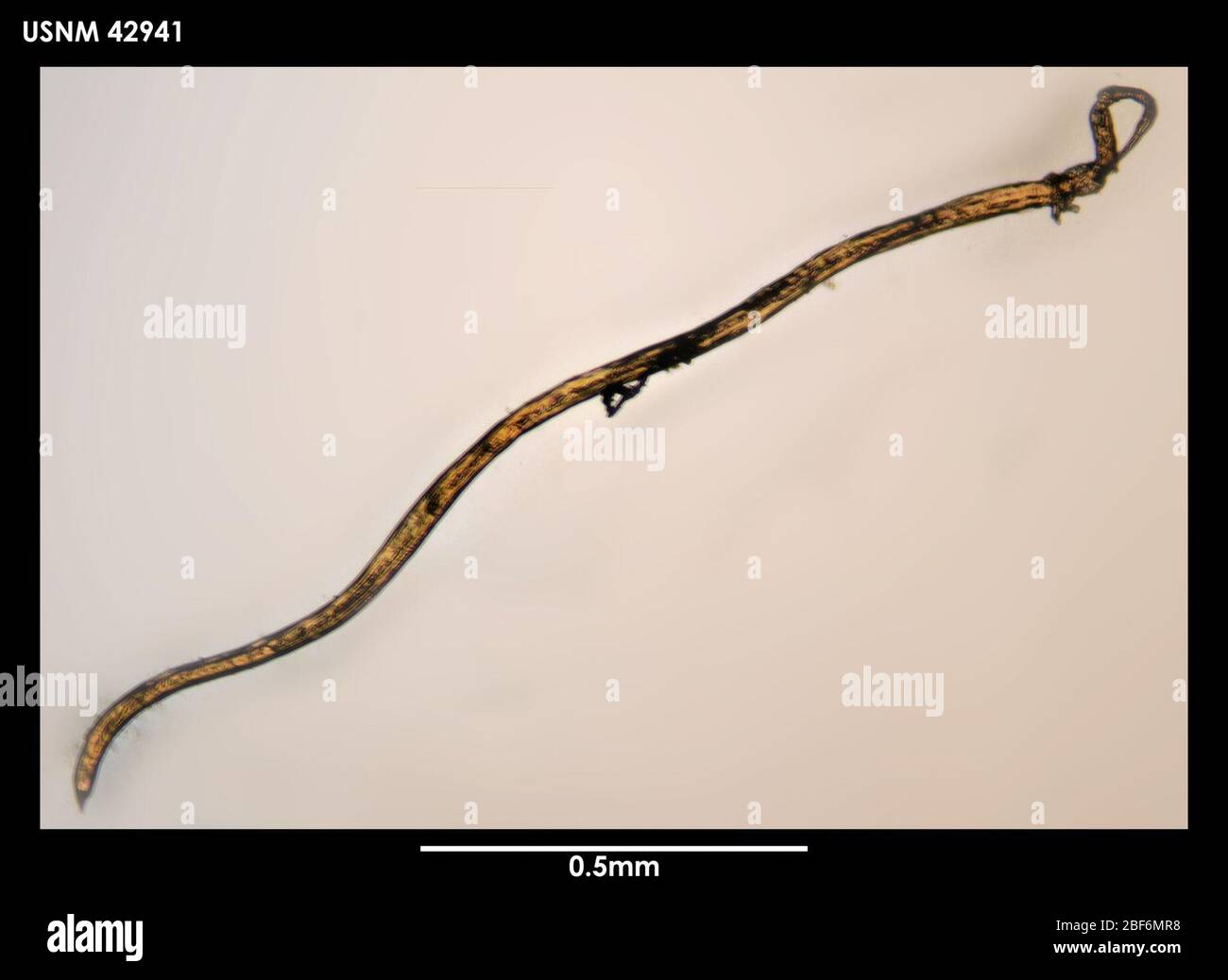 Nematode habitat hi-res stock photography and images - Alamy