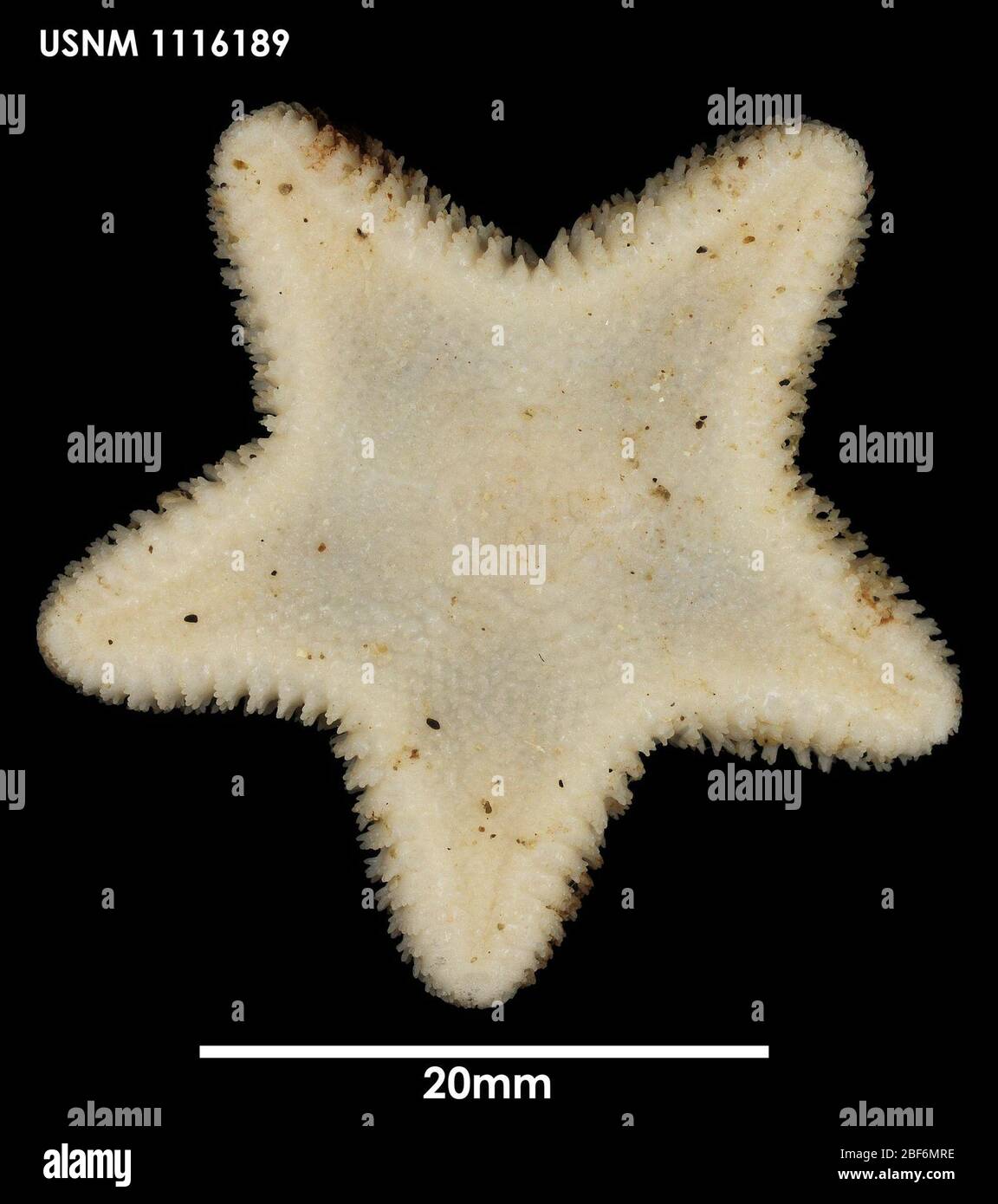 Organisms shape hi-res stock photography and images - Alamy