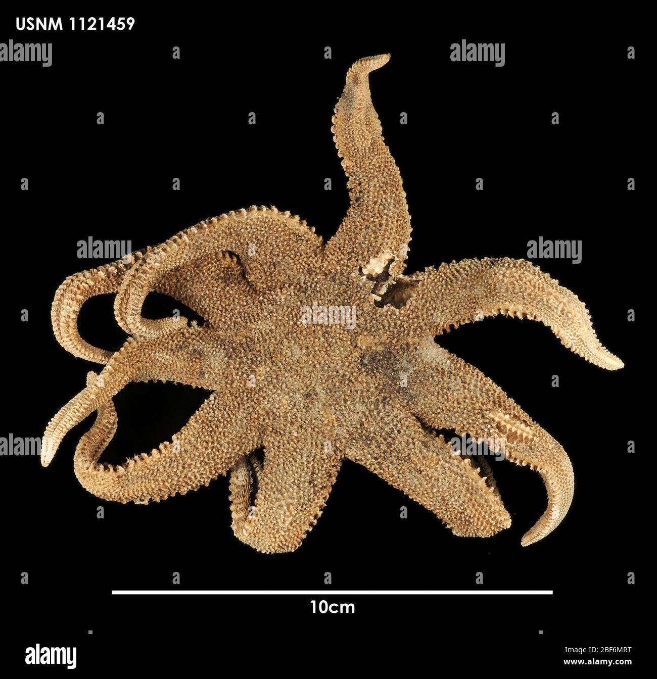 Solaster hi-res stock photography and images - Alamy