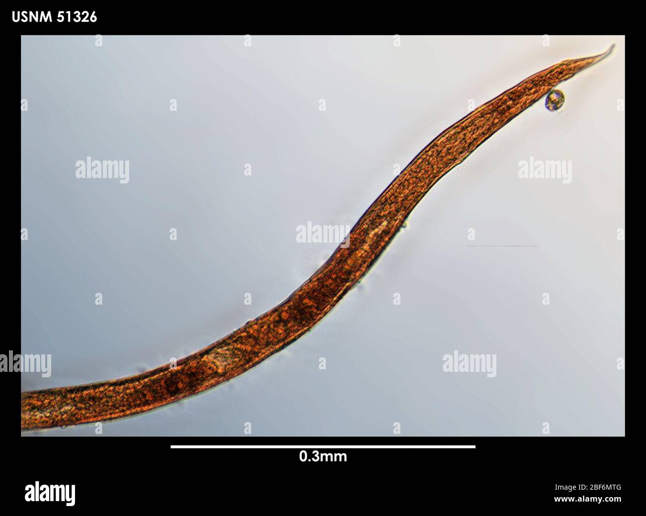 Neochromadora Neochromadora edentata. 31 Jan 20201 Stock Photo - Alamy