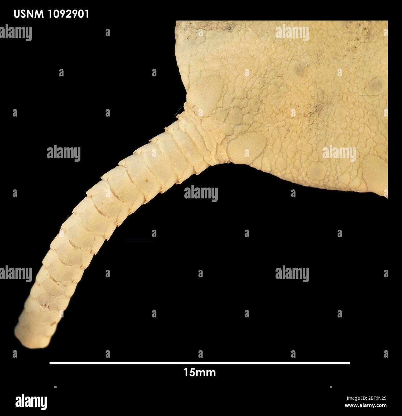 Ophiura mimaria. 9 Oct 20143810 Stock Photo - Alamy