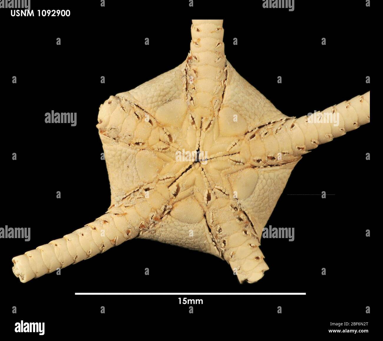 Flagellata hi-res stock photography and images - Alamy