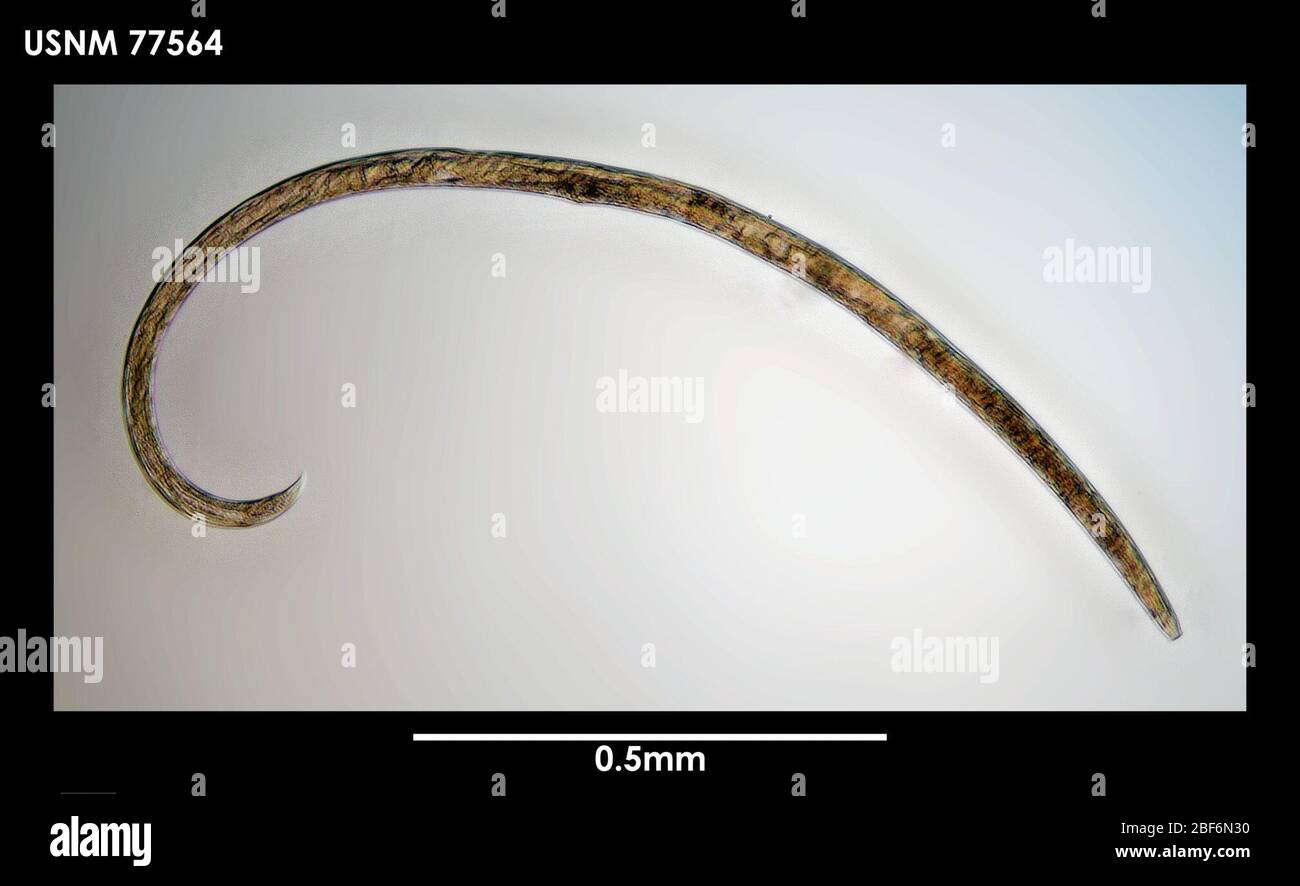 Nematode habitat hi-res stock photography and images - Alamy