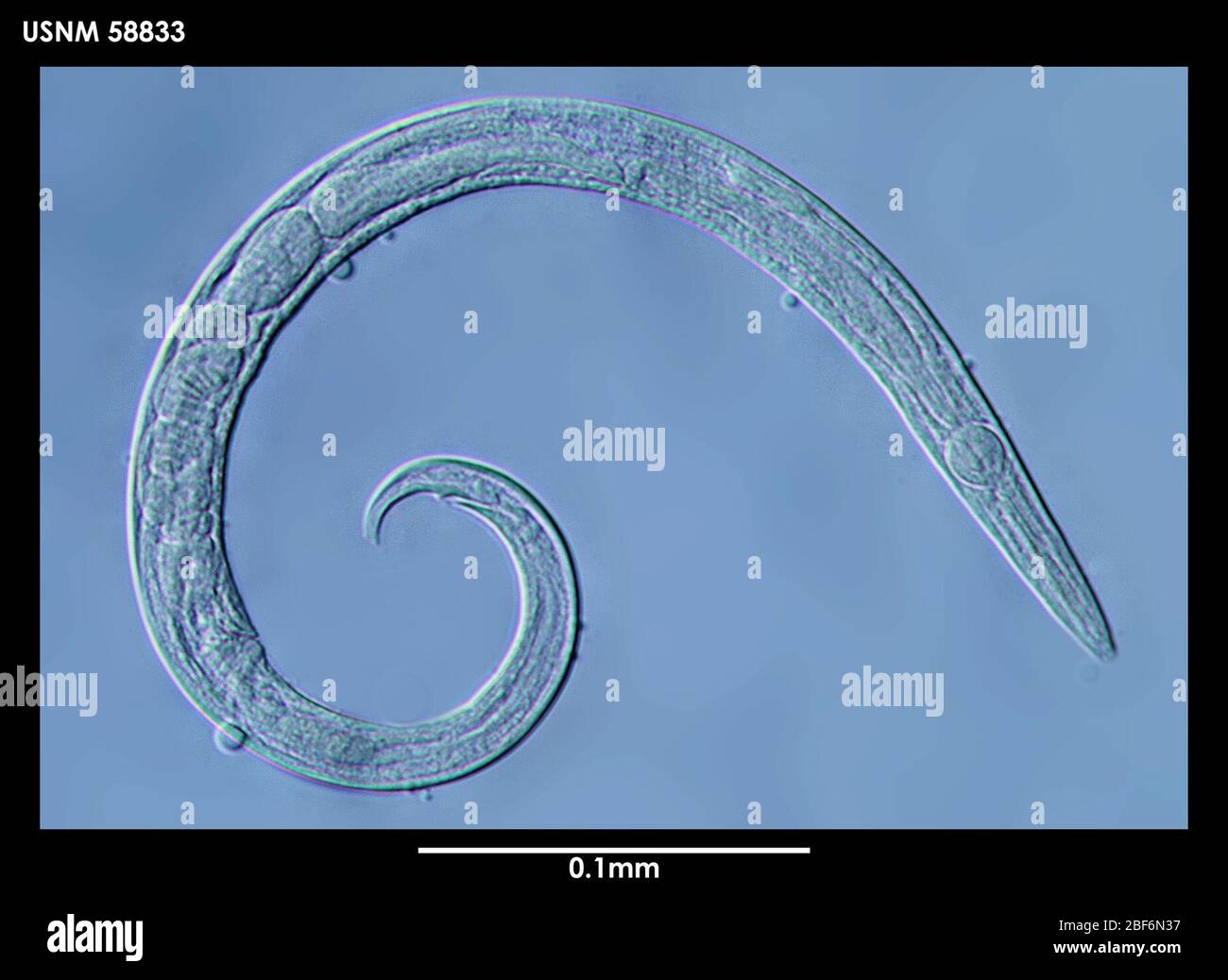 Aphelenchoides helicosoma. 9 Apr 20152 Stock Photo - Alamy