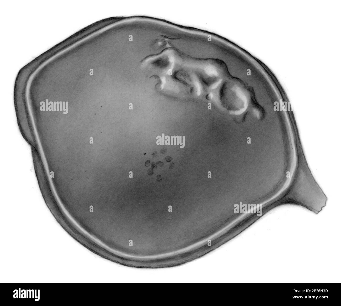 Octo Cut Out Stock Images & Pictures - Alamy