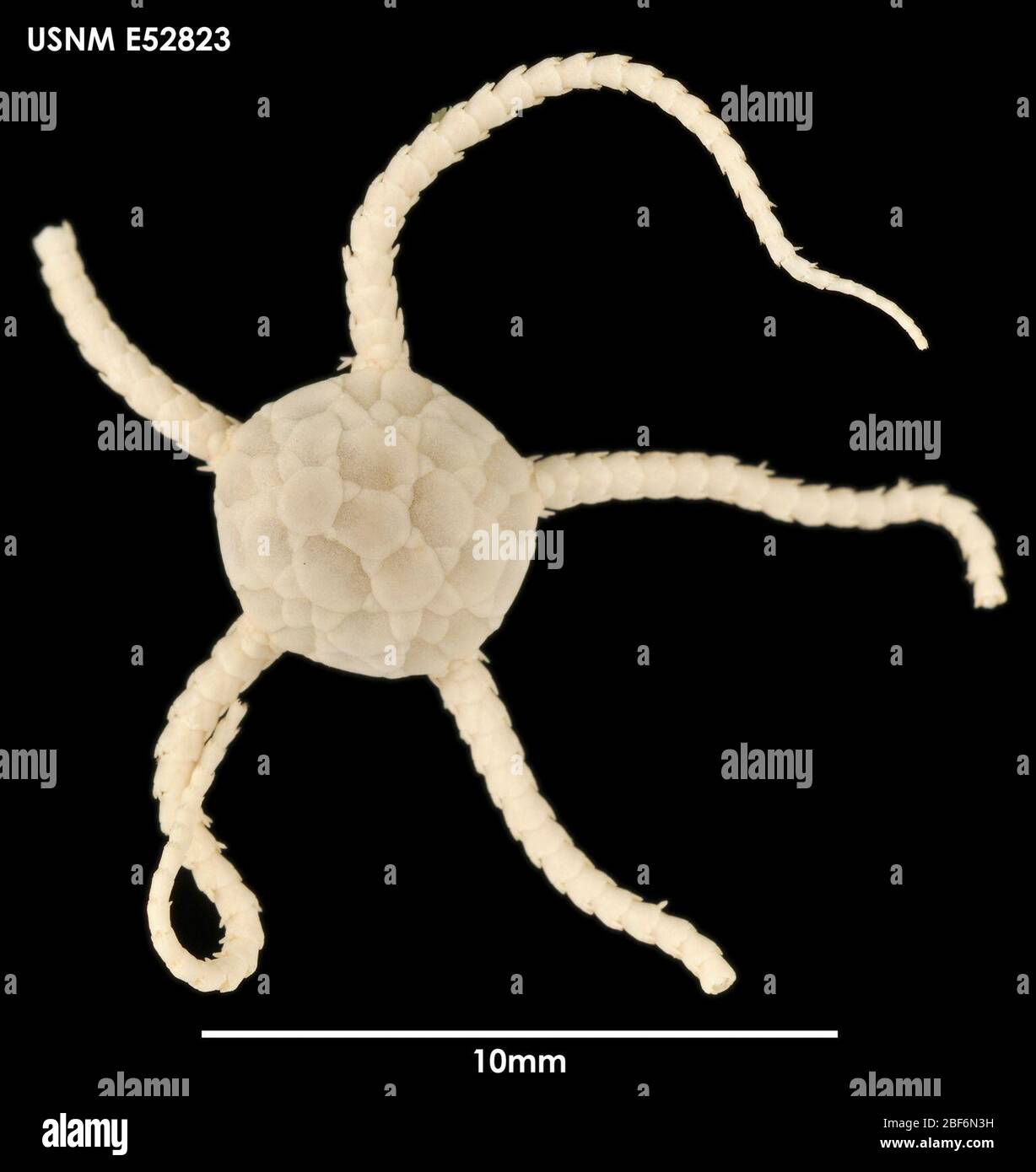 Ophiura hi-res stock photography and images - Alamy