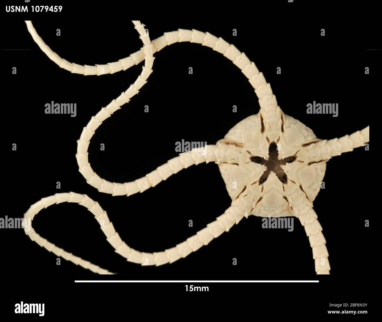 Ophiura hi-res stock photography and images - Alamy