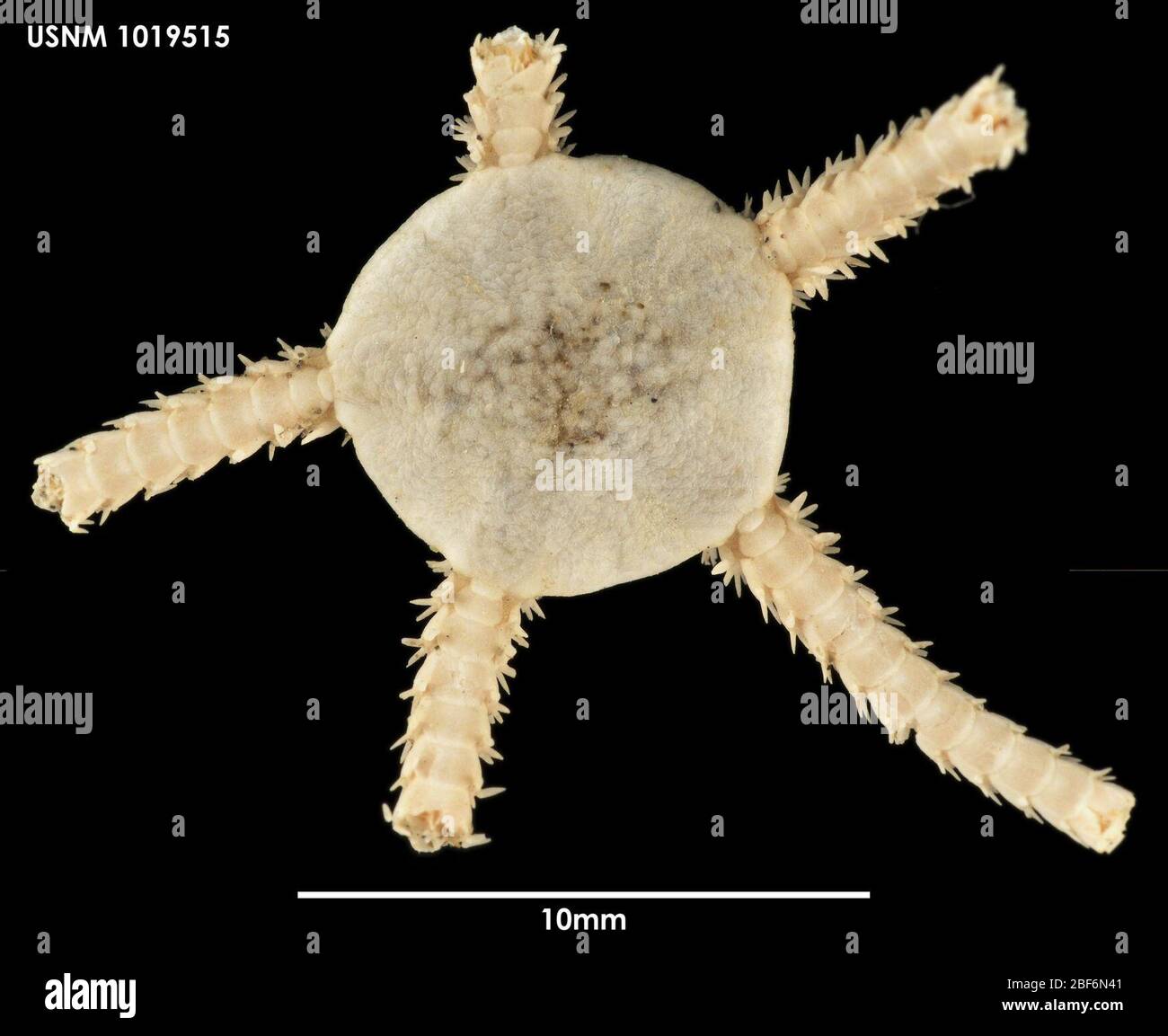 Ophiura hi-res stock photography and images - Alamy