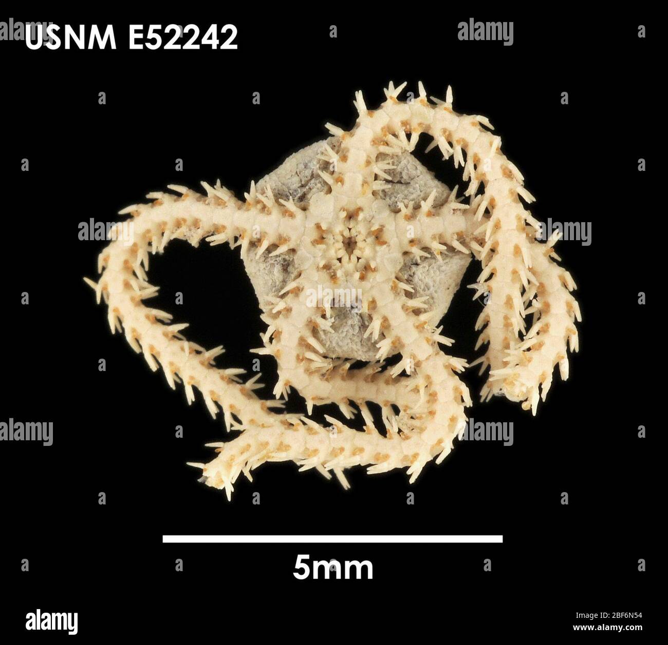 Amphiura hi-res stock photography and images - Alamy