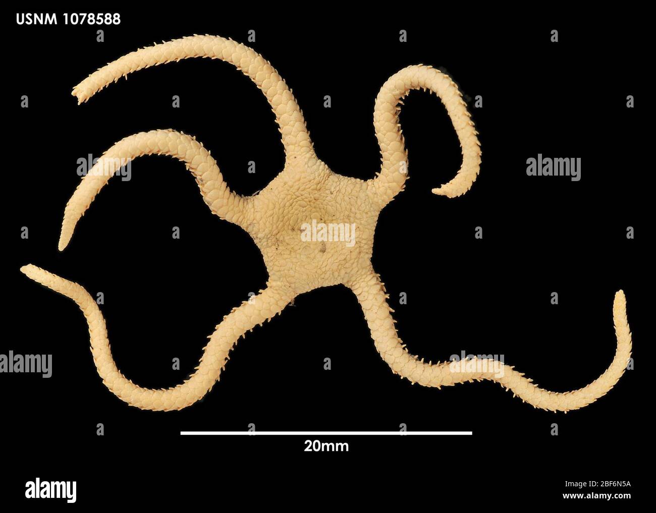 Incipiens hi-res stock photography and images - Alamy