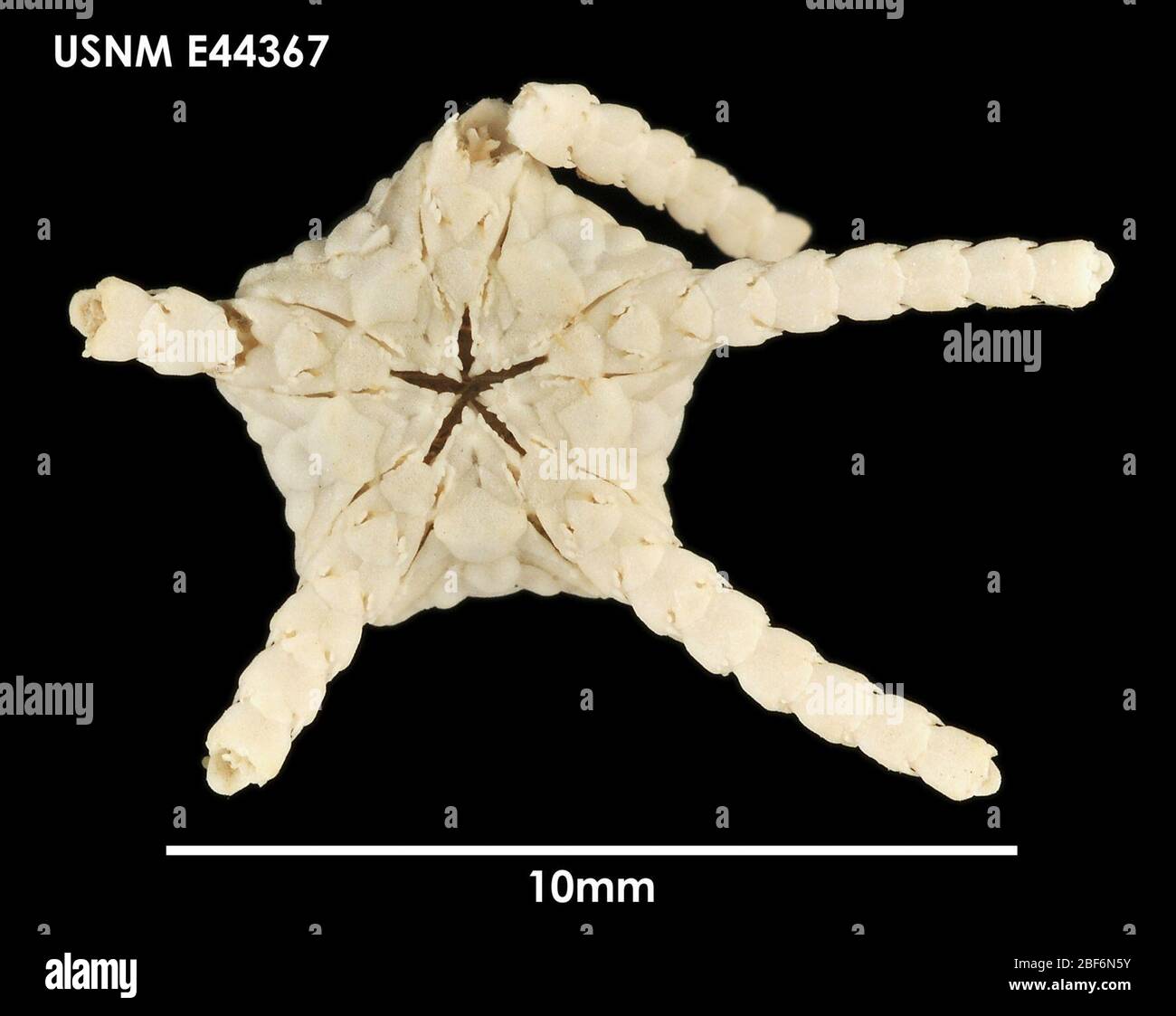 Bispinosus hi-res stock photography and images - Alamy