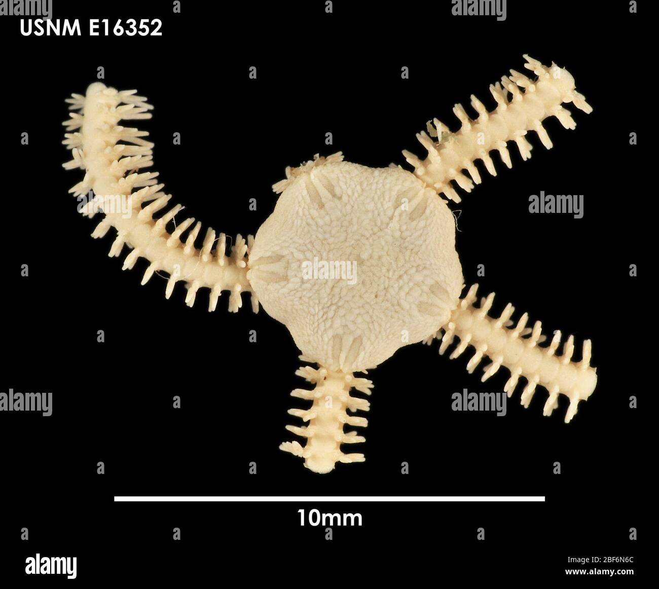 Amphiura hi-res stock photography and images - Alamy