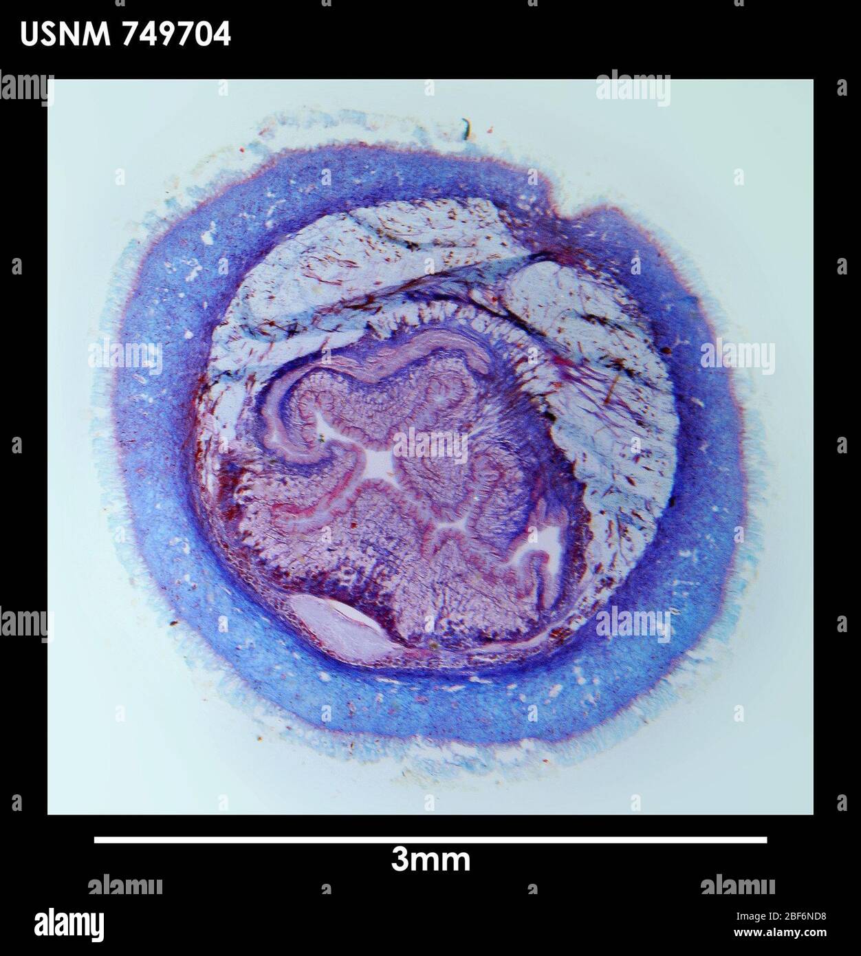 Neomenia hi-res stock photography and images - Alamy