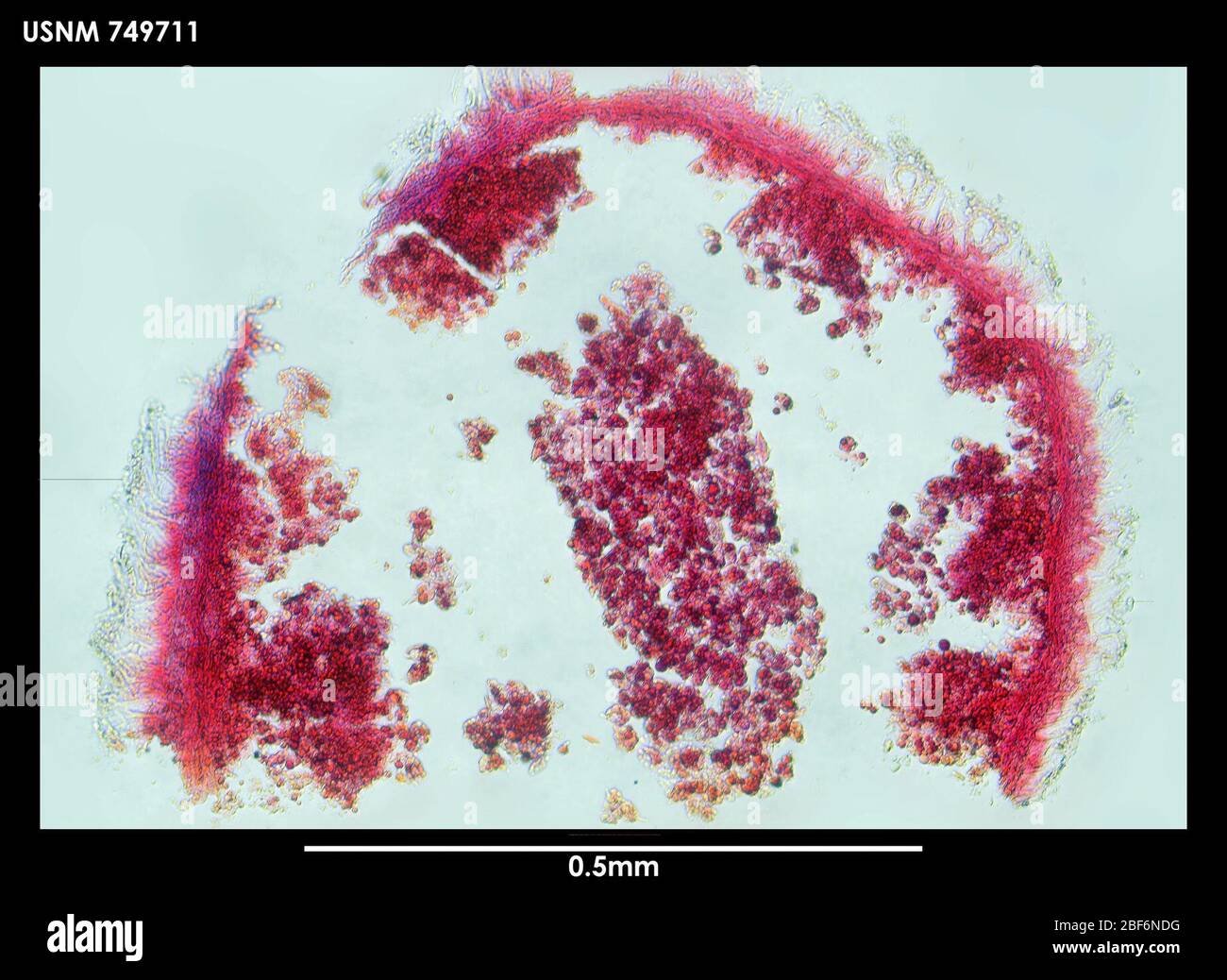 Neomenia hi-res stock photography and images - Alamy