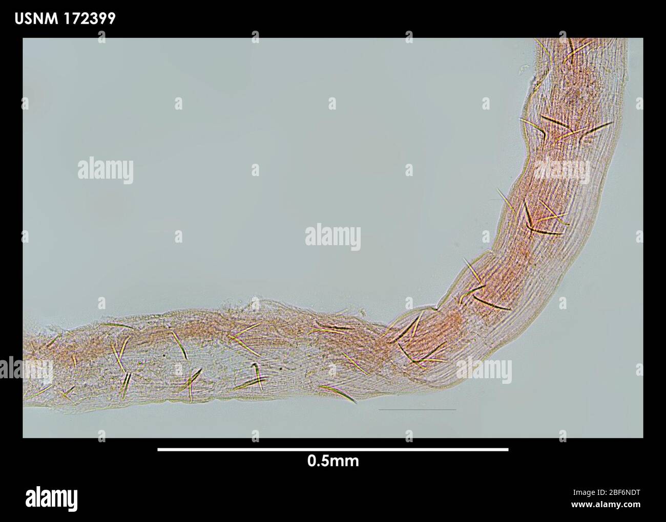 Grania hi-res stock photography and images - Alamy