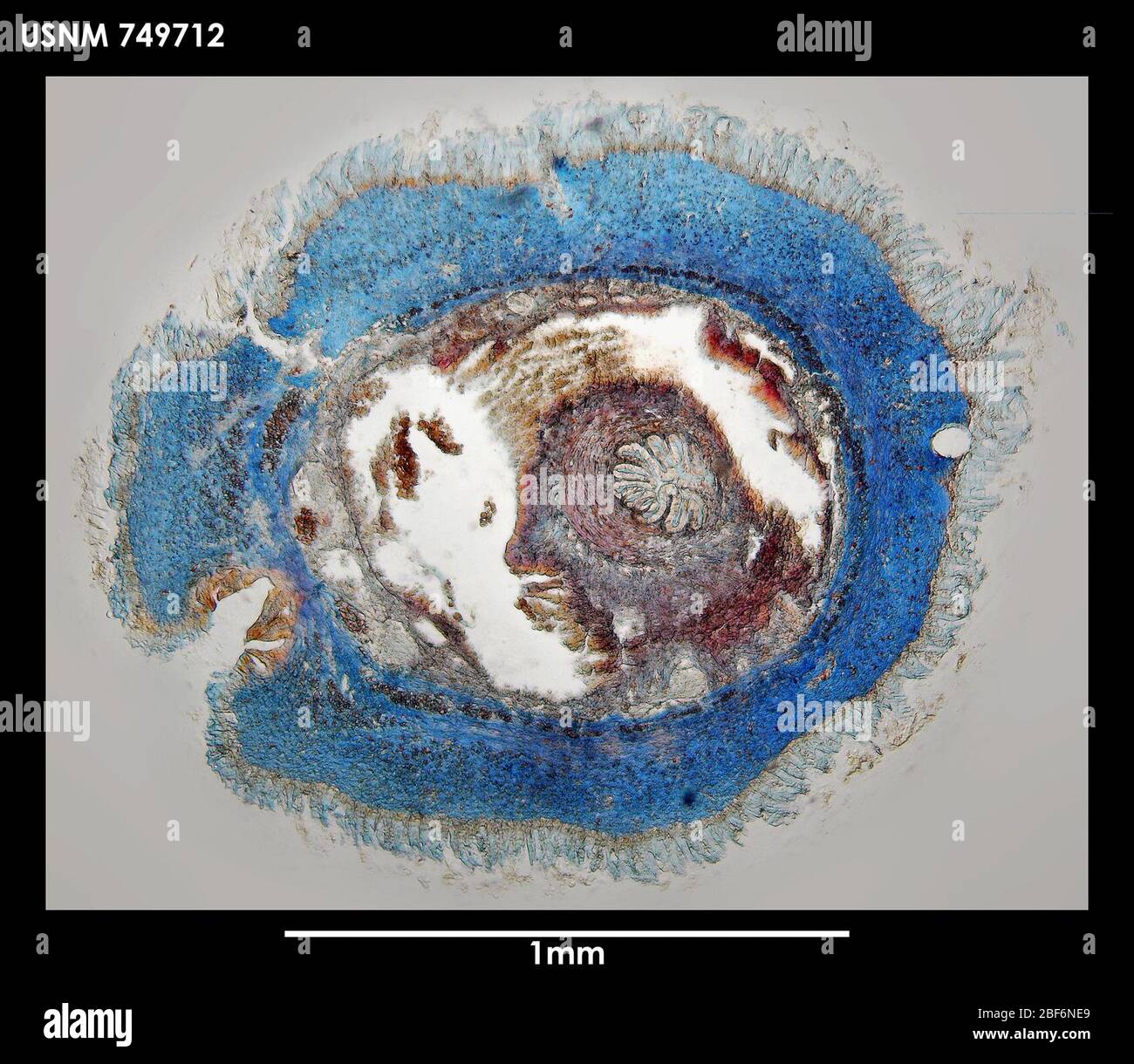 Neomenia hi-res stock photography and images - Alamy