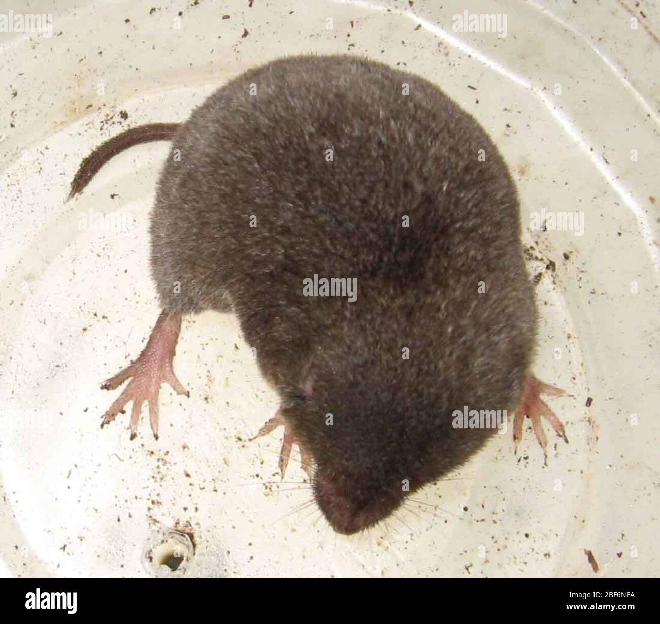 Plos one hi-res stock photography and images - Alamy