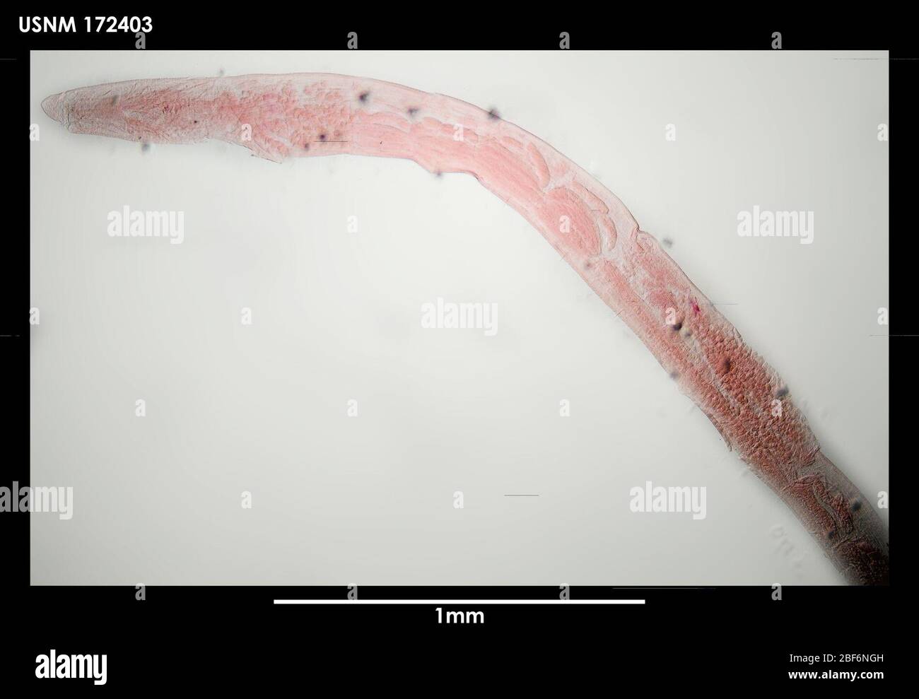 Grania hi-res stock photography and images - Alamy