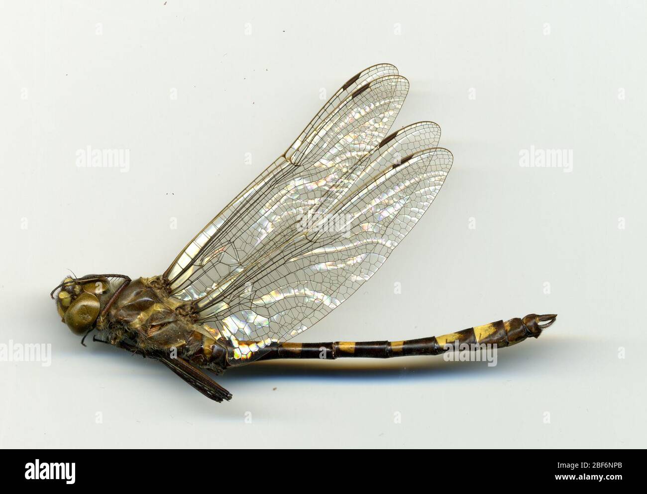 Macromia hi-res stock photography and images - Alamy