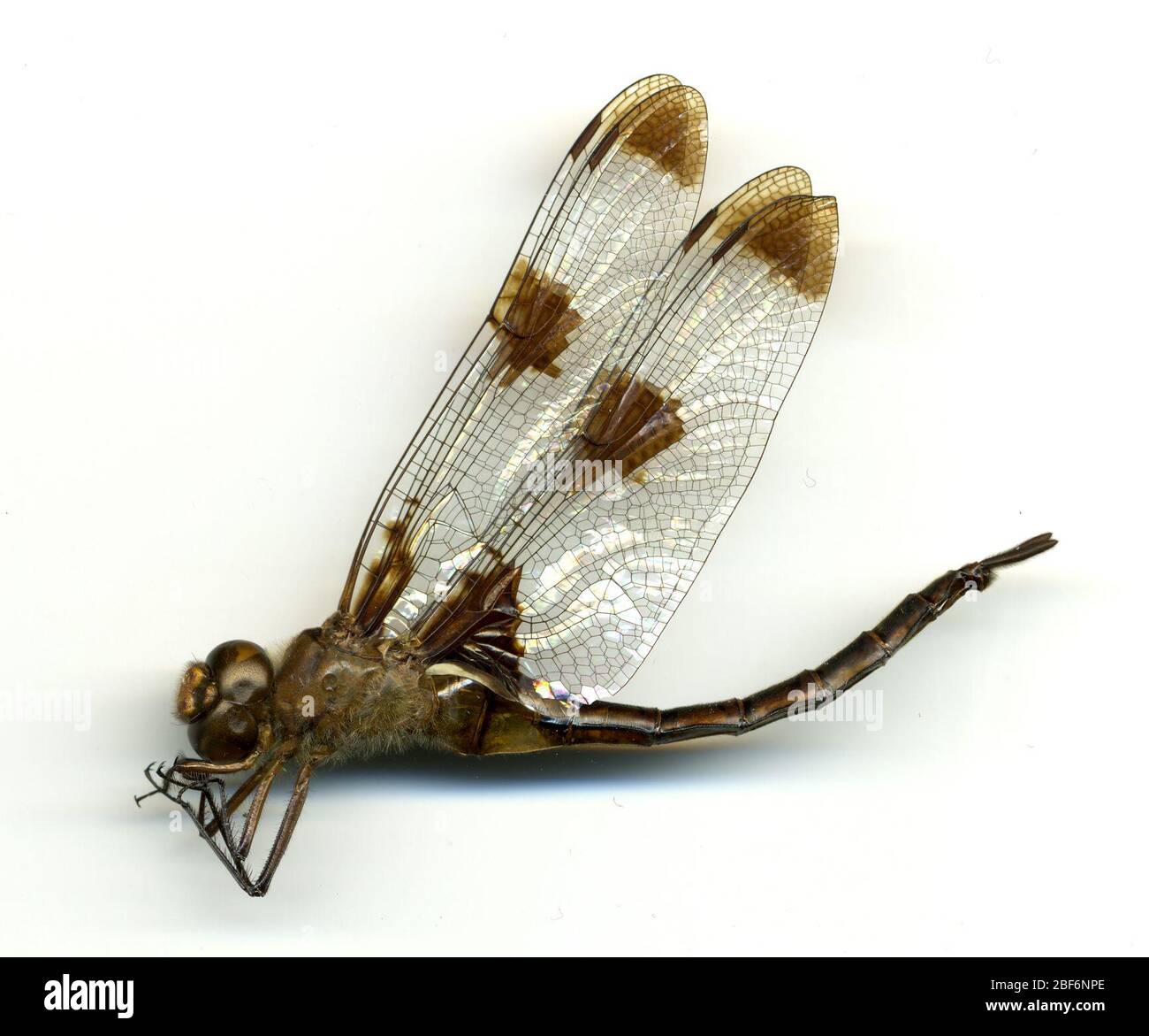 Epitheca princeps hi-res stock photography and images - Alamy