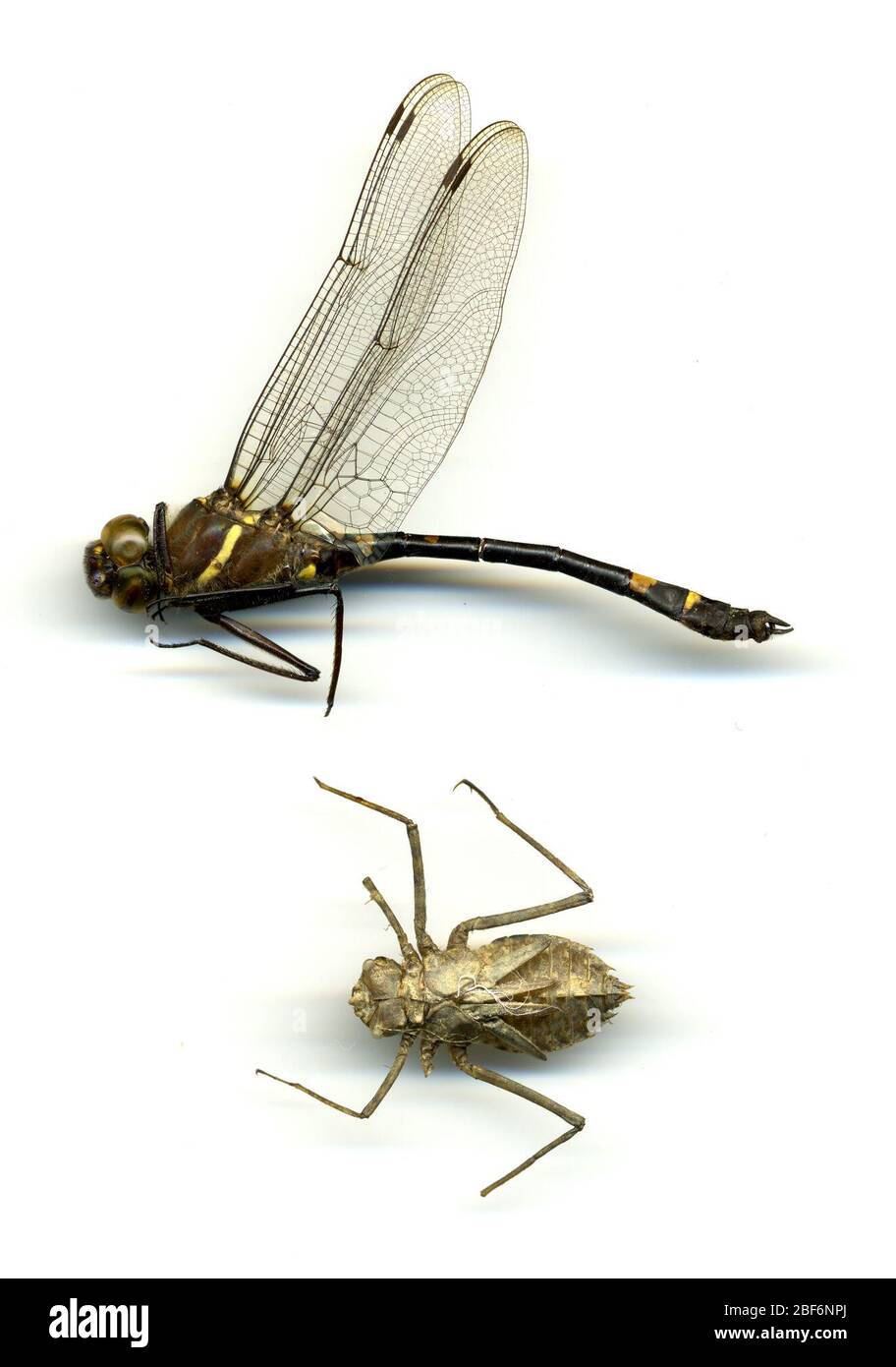 Didymops transversa Cut Out Stock Images & Pictures - Alamy