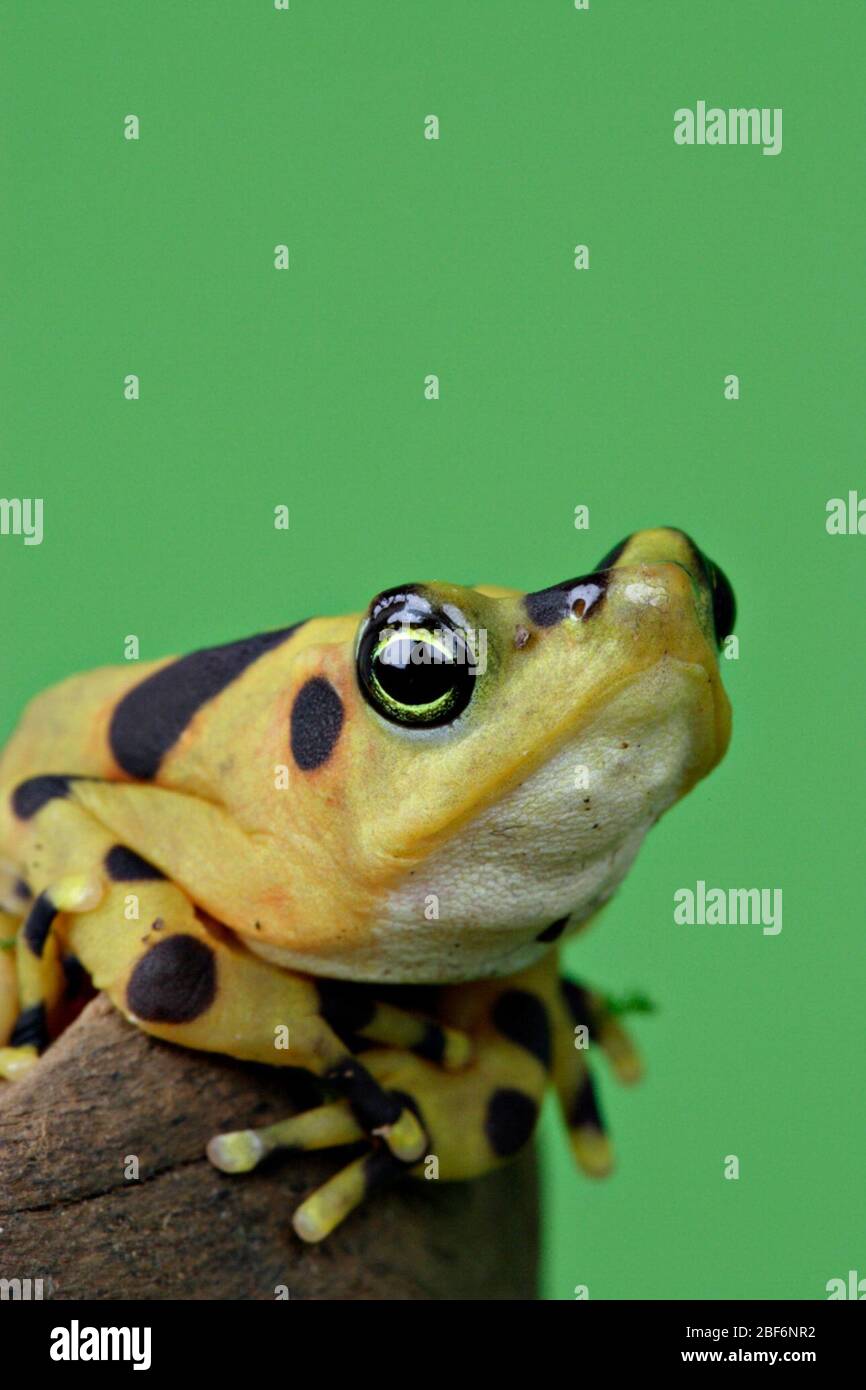 Panamanian Golden Frog. Species: zeteki,Genus: Atelopus,Family ...