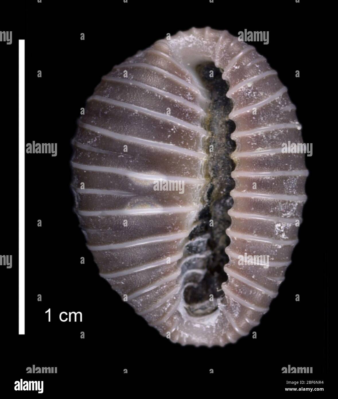 Trivia shell hi-res stock photography and images - Alamy