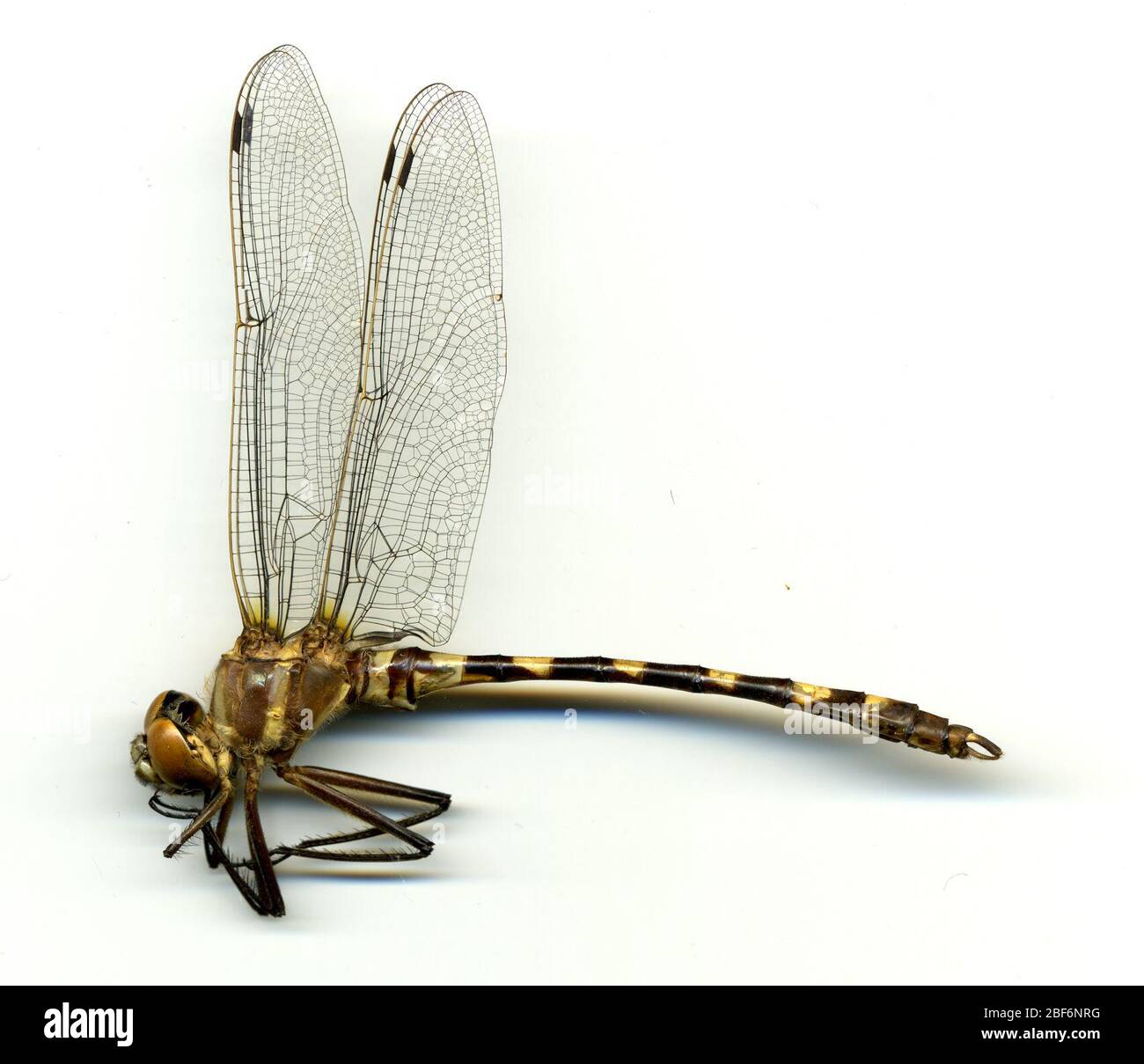 Macromia hi-res stock photography and images - Alamy