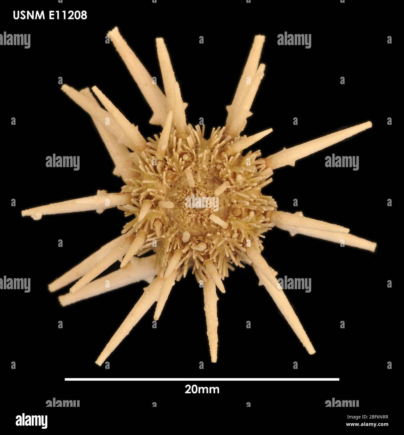 Goniocidaris umbraculum. 9 Oct 201414253 Stock Photo - Alamy