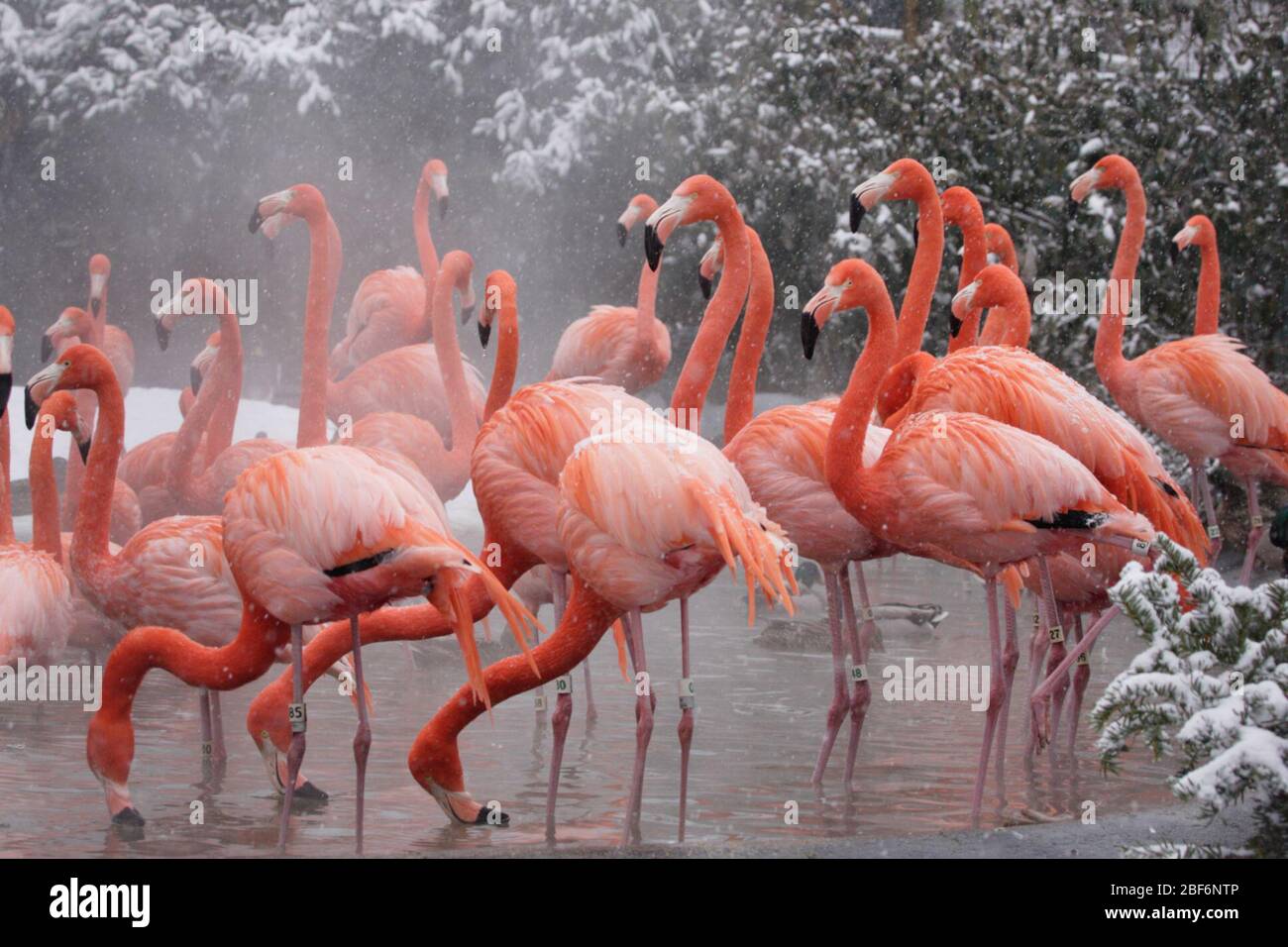 American Flamingo. snow,Species: ruber,Genus: Phoenicopterus,Family ...
